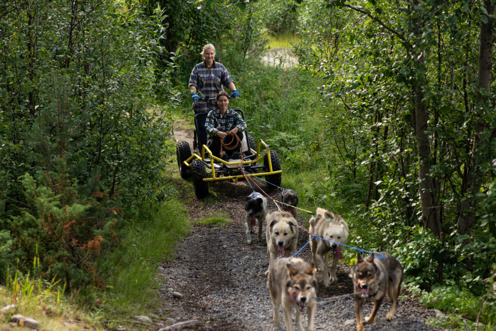 Dog Carting Tour - Visit Alta - English