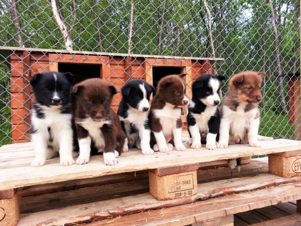 Husky Kennel Visit - Visit Alta - English