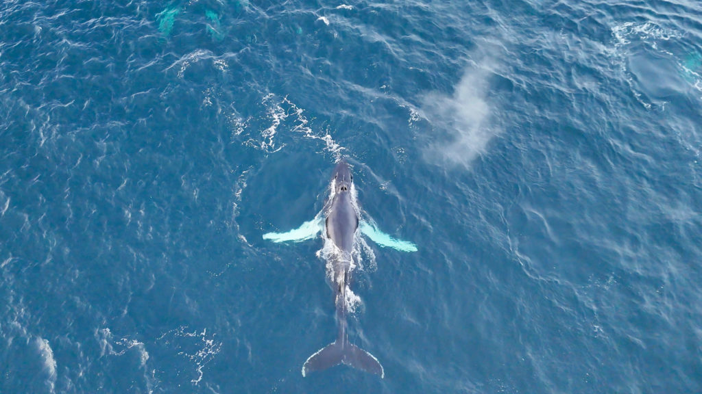 Whale safari Archives - Visit Alta - English